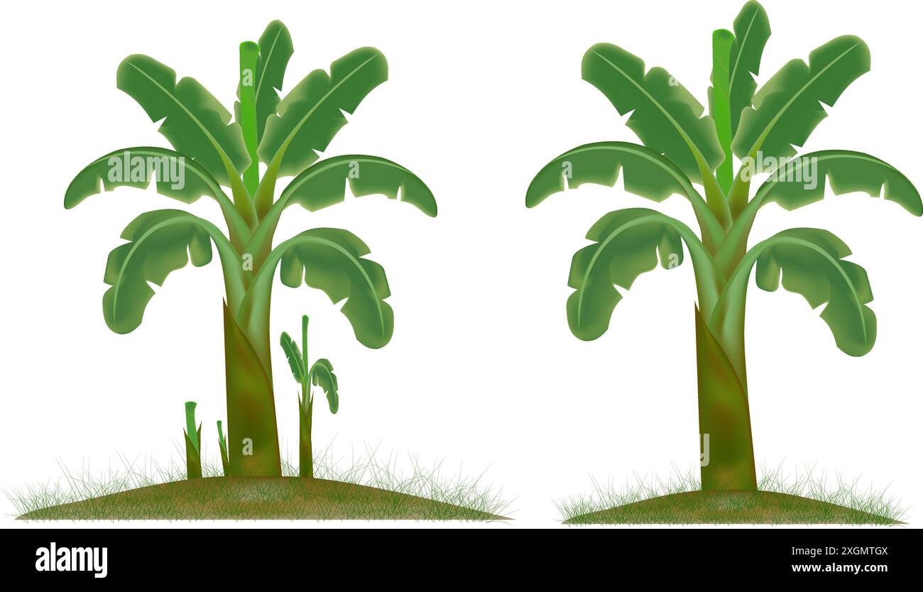 illustration of banana tree vector design on a white background Stock ...