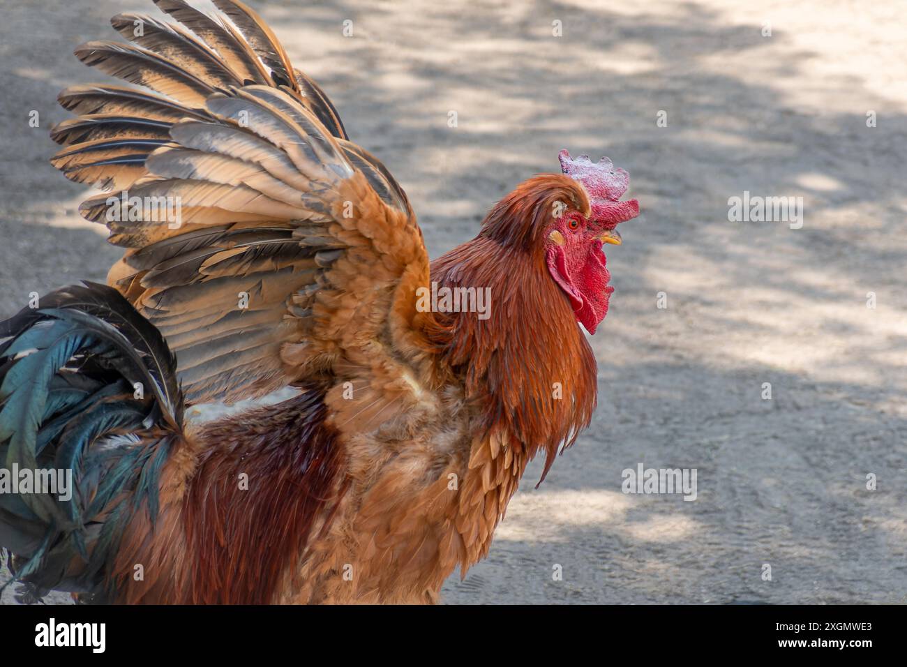 Image of a colorful rooster with wings raised, basking in the sunlight ...