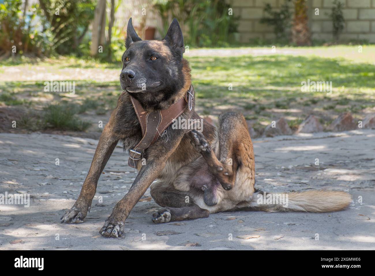 Dog scratching itself outdoors hi-res stock photography and images - Alamy