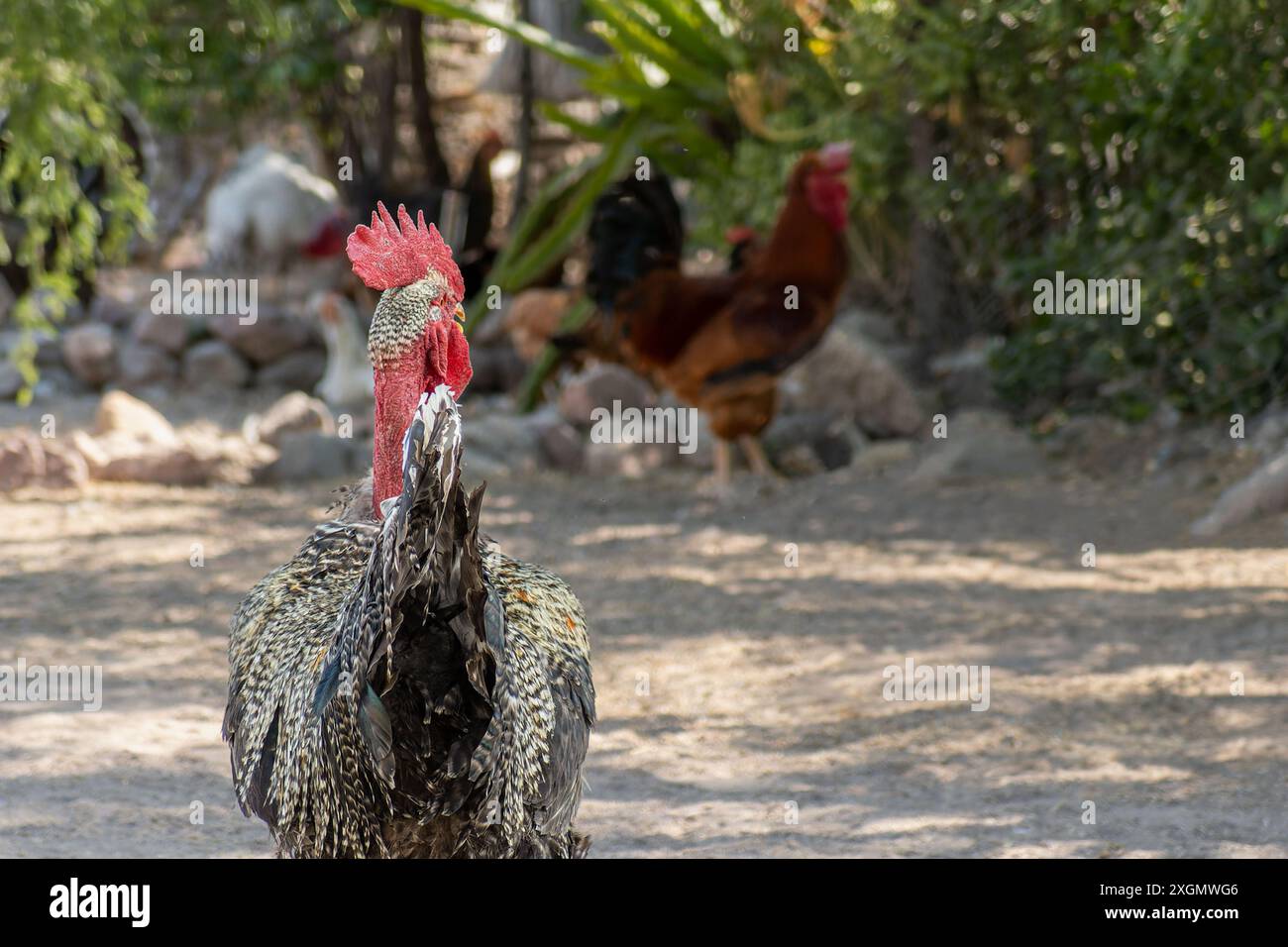Rustic home stands prominently hi-res stock photography and images - Alamy