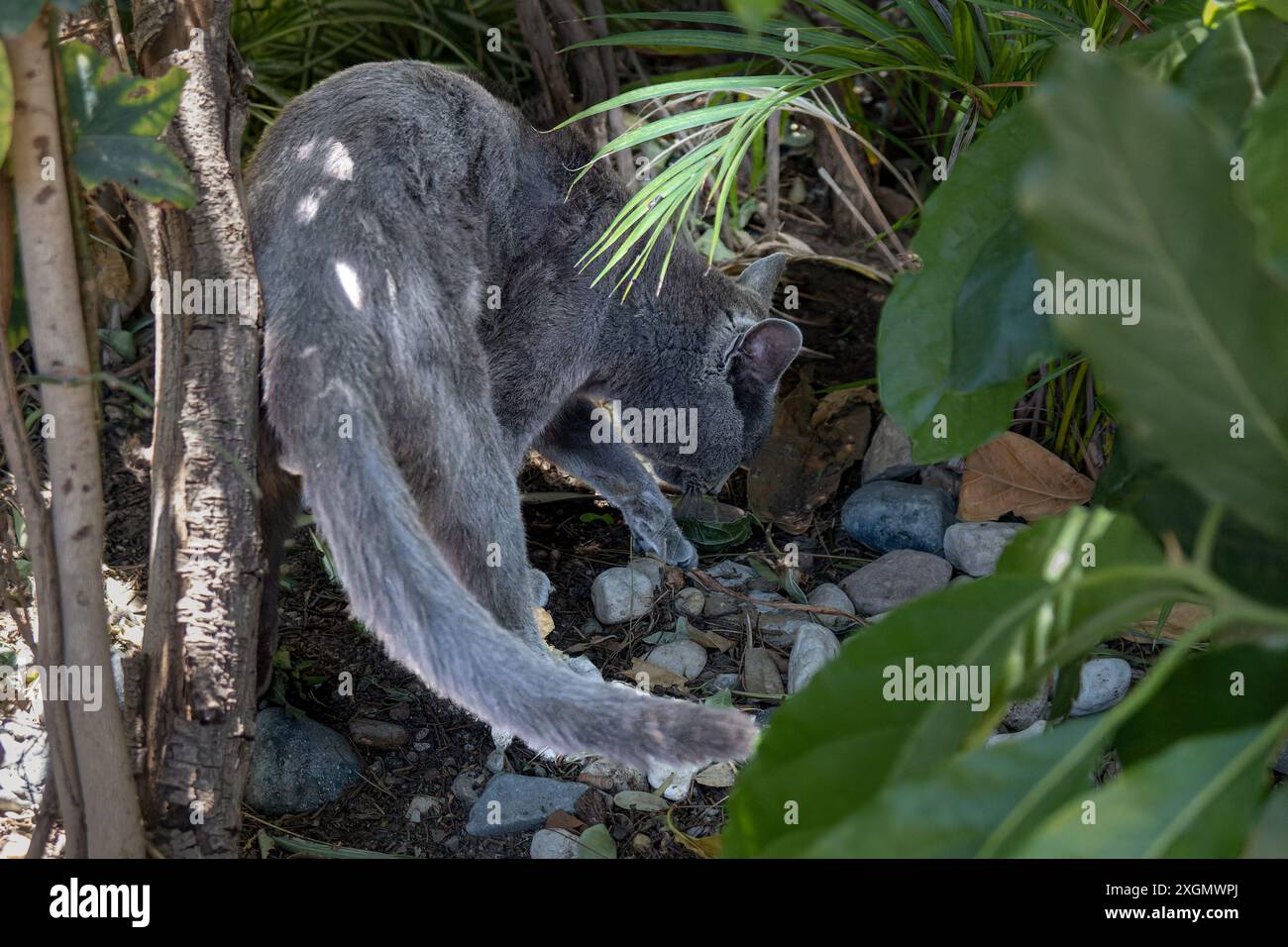 Covering feces hi-res stock photography and images - Alamy