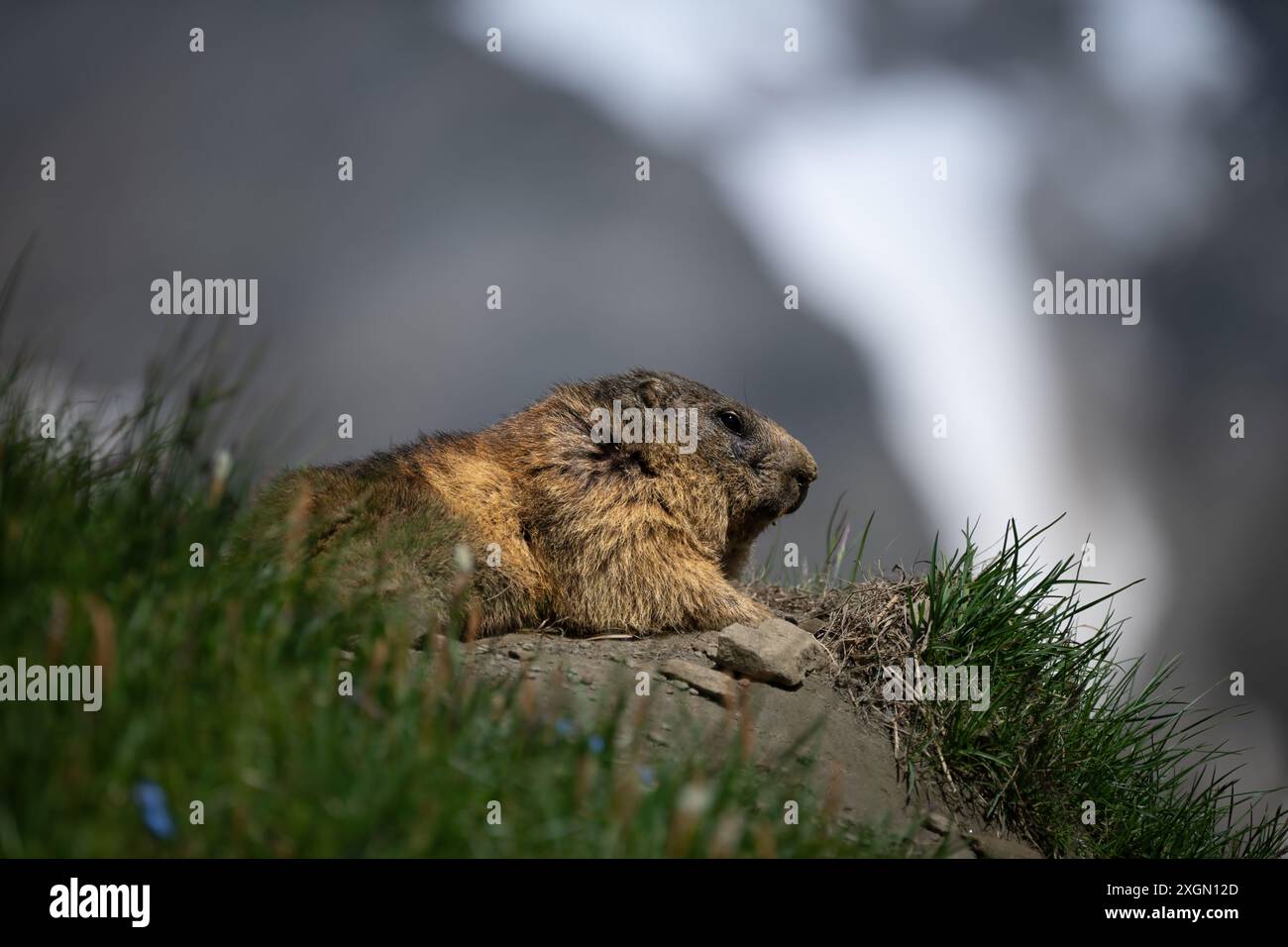 Rodent in nature hi-res stock photography and images - Alamy