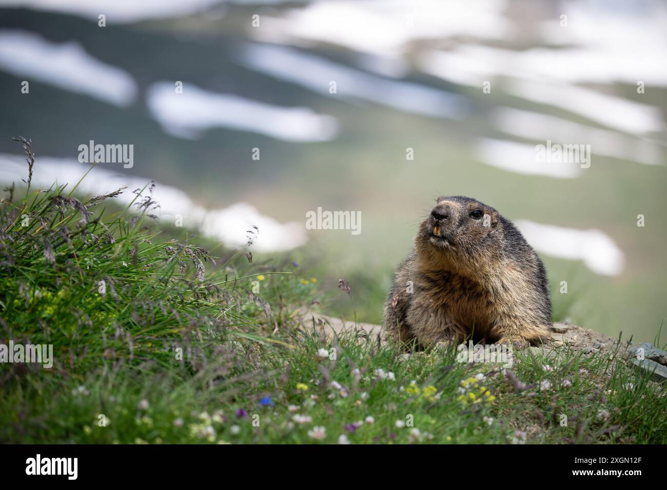 Marmots in alps hi-res stock photography and images - Alamy