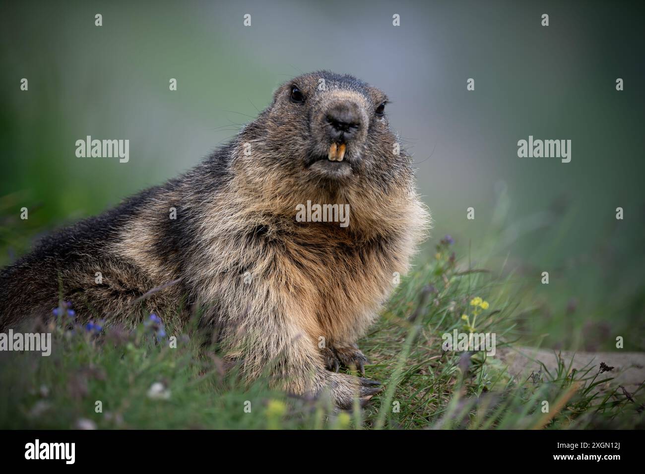 Rodent in nature hi-res stock photography and images - Alamy