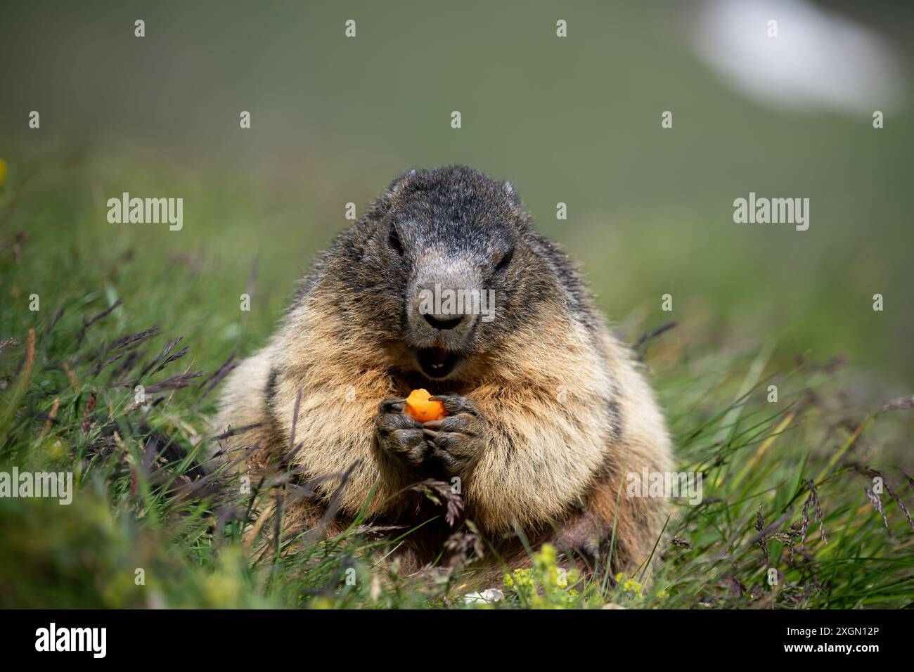 Marmots living in the wild nature Stock Photo - Alamy