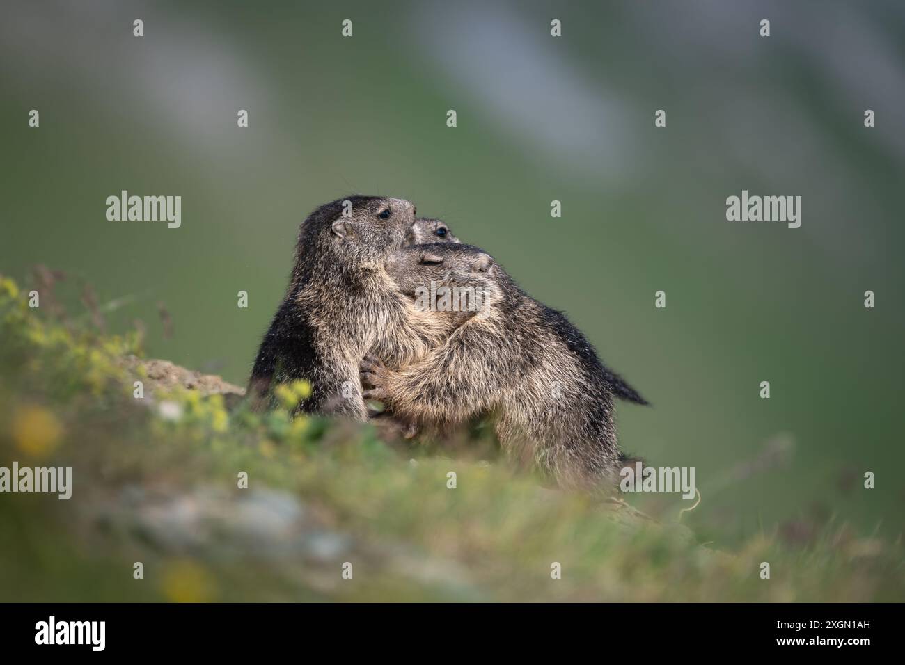 Little marmot hi-res stock photography and images - Alamy