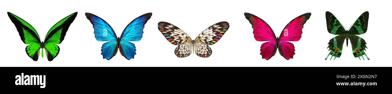 Vibrant exotic butterflies with diverse wing patterns and colors are ...