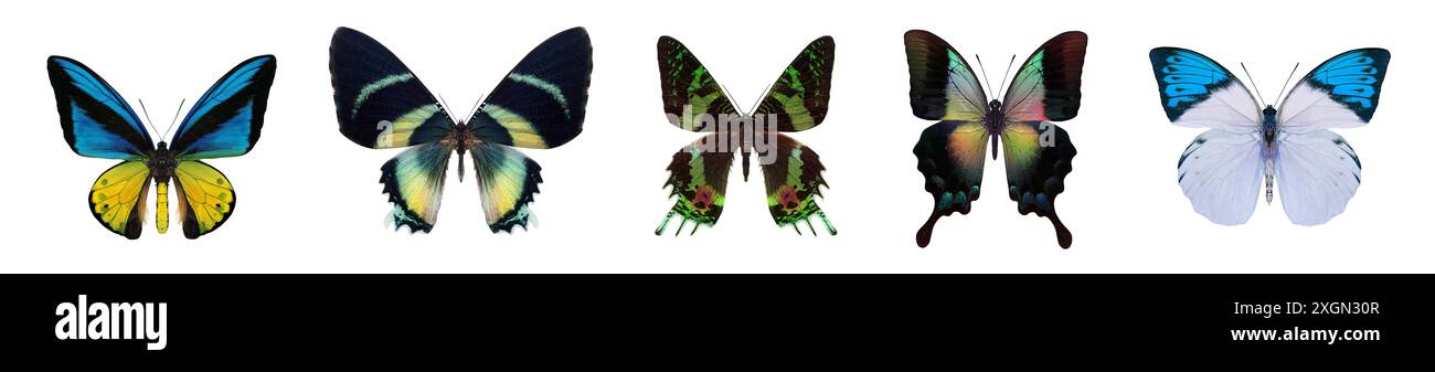 Flora and fauna patterns Cut Out Stock Images & Pictures - Alamy