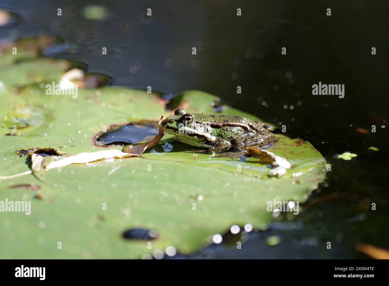 Green frog (Pelophylax esculentus), close-up, water lily, leaf, water ...