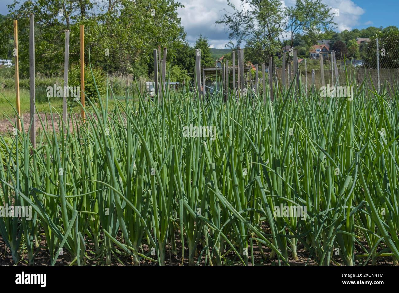 Common onions (Allium cepa), in a bed, vegetable patch, garden bed ...