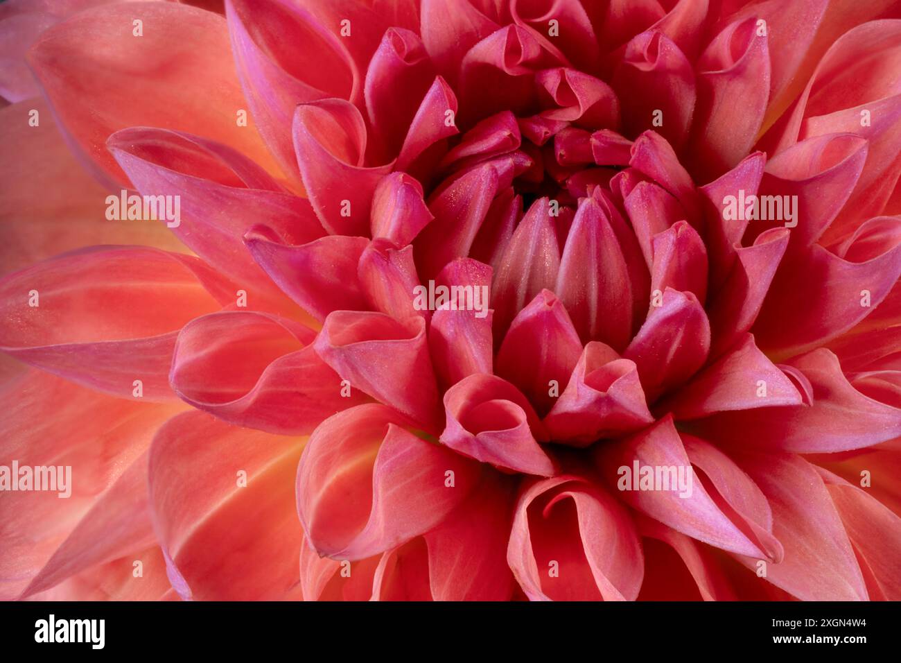 Dahlia (Dahlia Spec), flower Stock Photo - Alamy