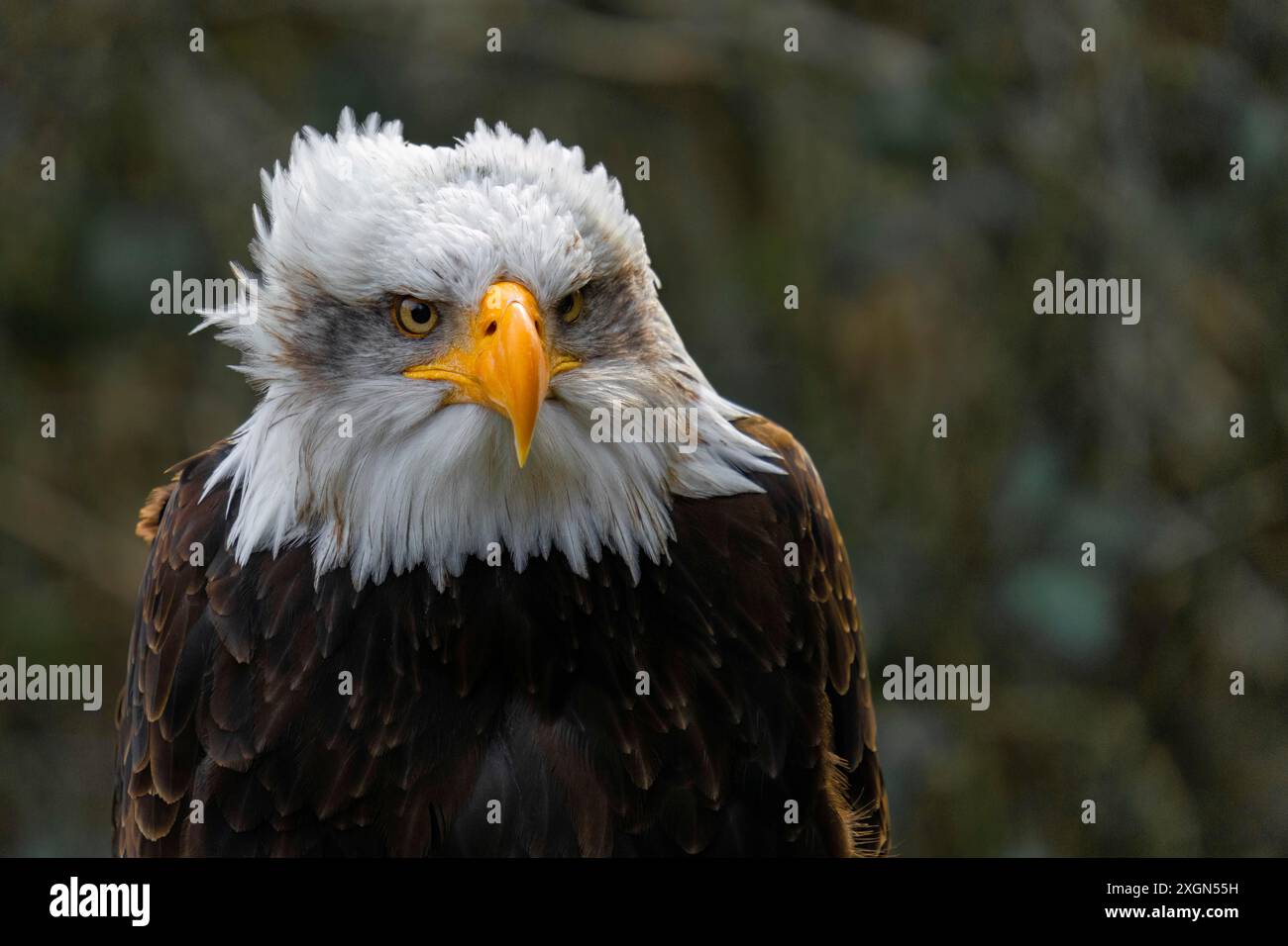Bald eagle (Haliaeetus leucocephalus), portrait, facial expression ...