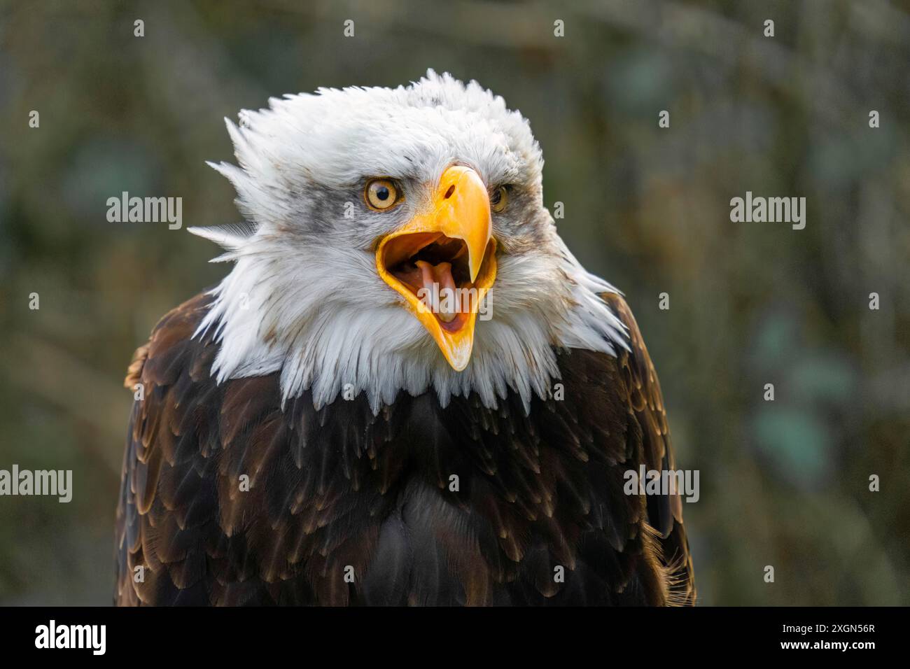 Bald eagle (Haliaeetus leucocephalus), portrait, facial expression ...