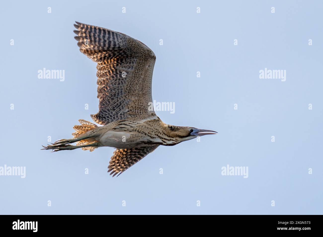 Bittern in flight hi-res stock photography and images - Alamy