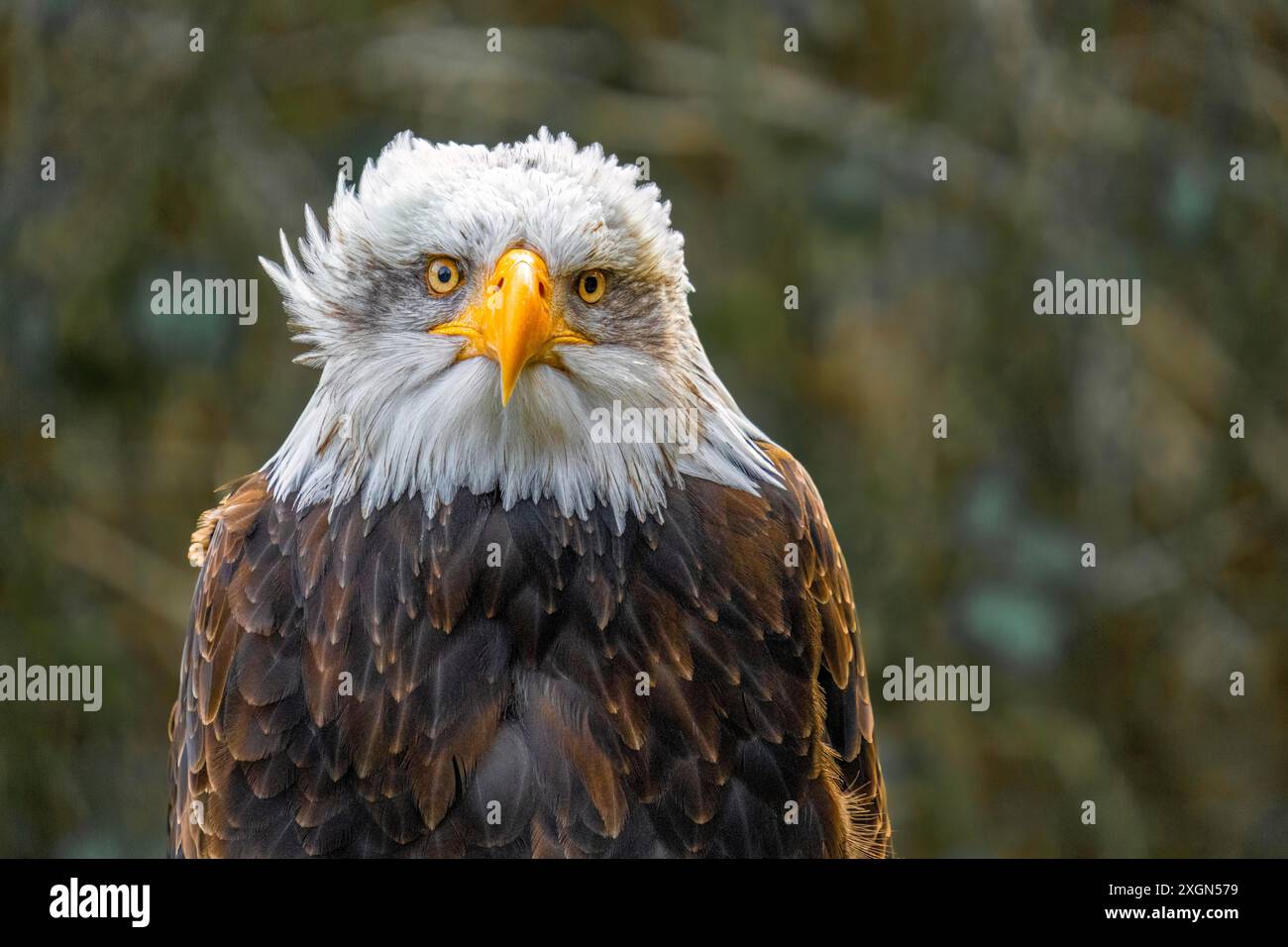 Bald eagle (Haliaeetus leucocephalus), portrait, facial expression ...