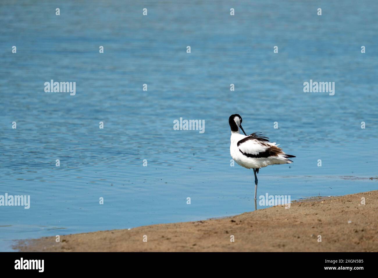 Black-capped avocet (Recurvirostra avosetta) During grooming Stock ...