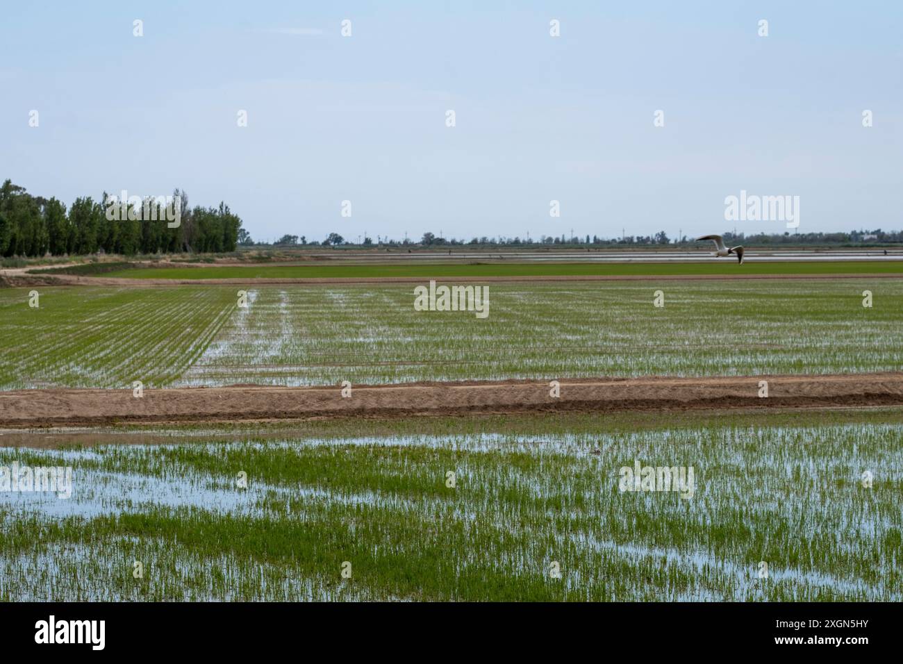 Rice fields in the landscape in the Ebro Delta region in the province ...