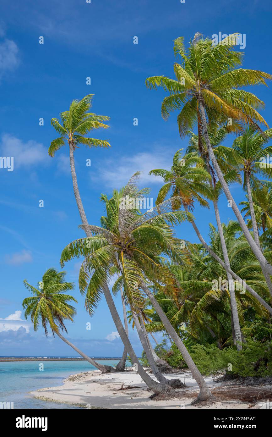 Coconut palm (Cocos nucifera), Tikehau, Atoll, Tuamotu Archipelago ...