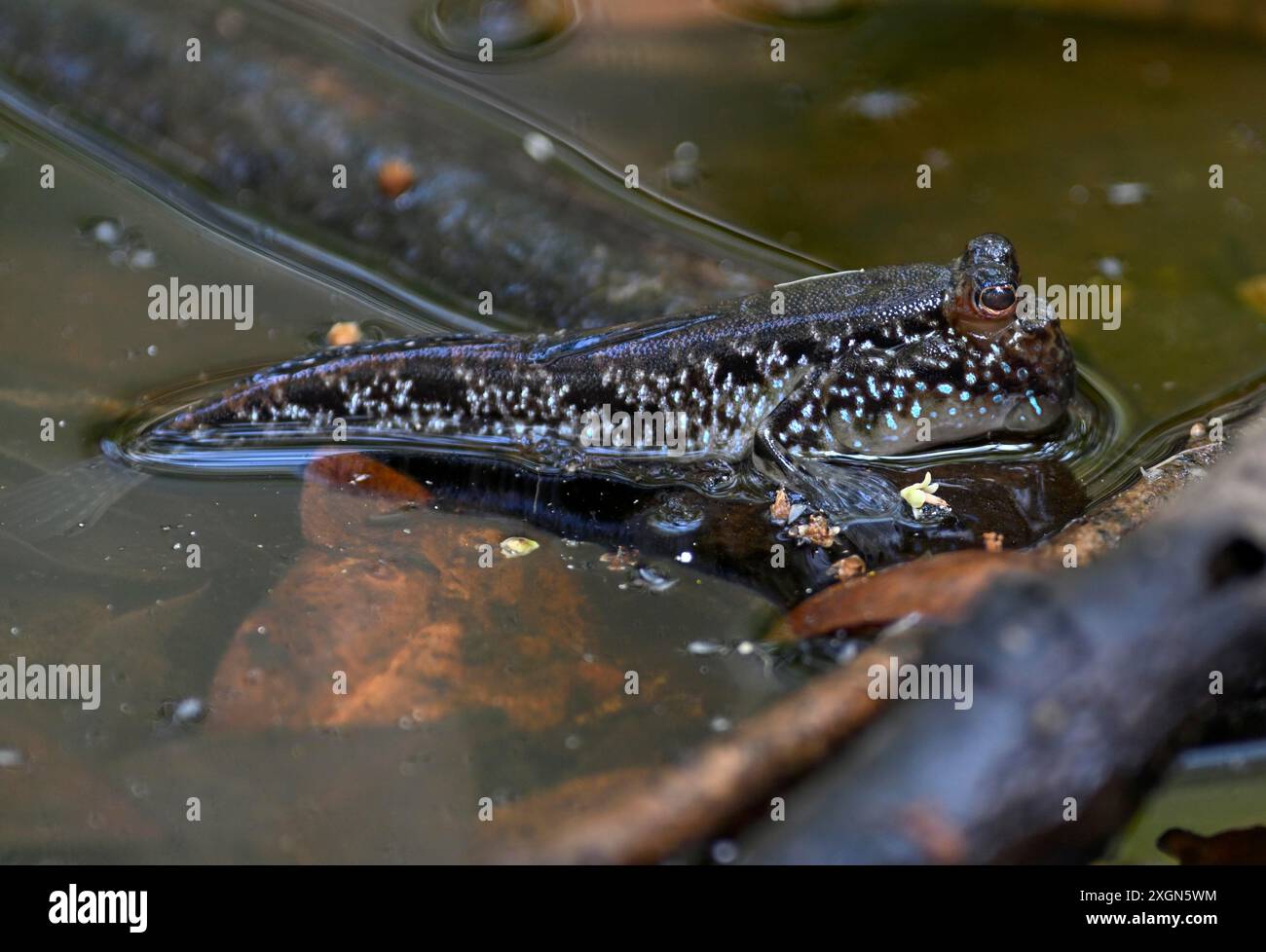 Atlantic mudskipper (Periophthalmus barbarus), Loango National Park ...