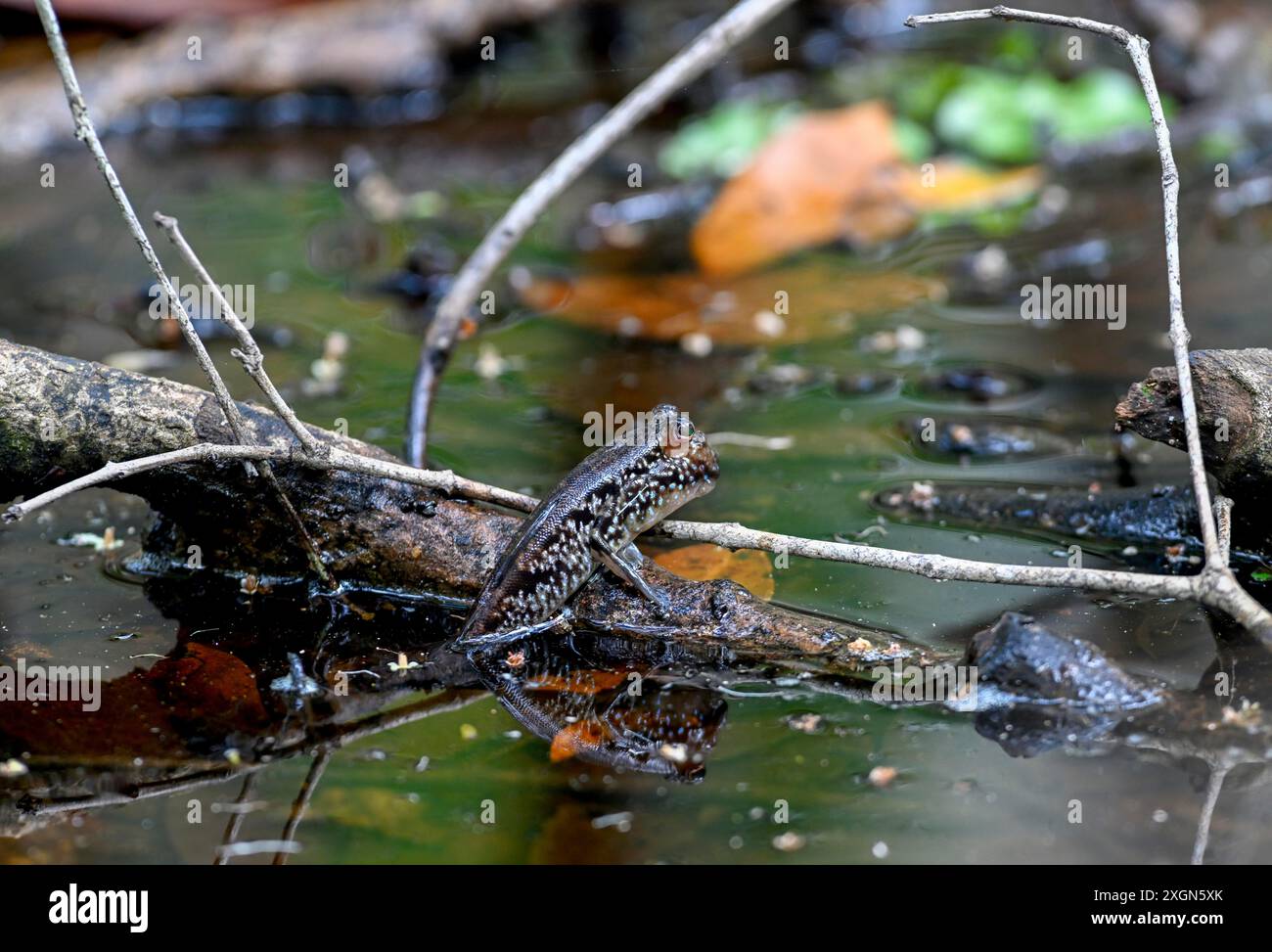 Atlantic mudskipper (Periophthalmus barbarus), Loango National Park ...