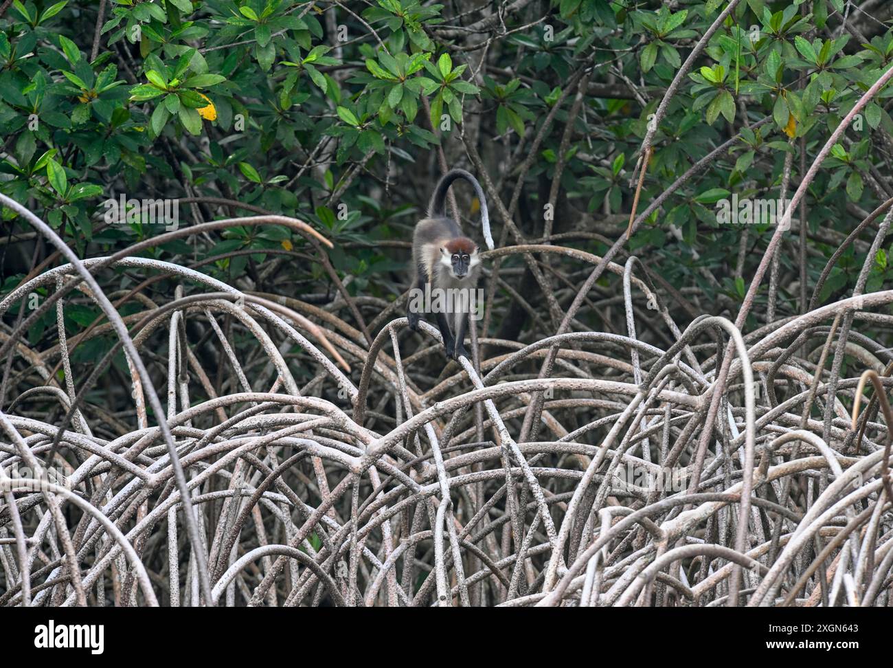 Mangrove loango national park hi-res stock photography and images - Alamy