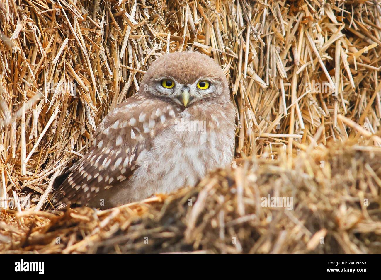 Little owl (Athene noctua) young bird sitting on a bale of straw ...