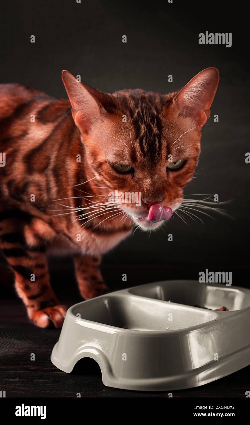 Beautiful dark cat eating hi-res stock photography and images - Alamy
