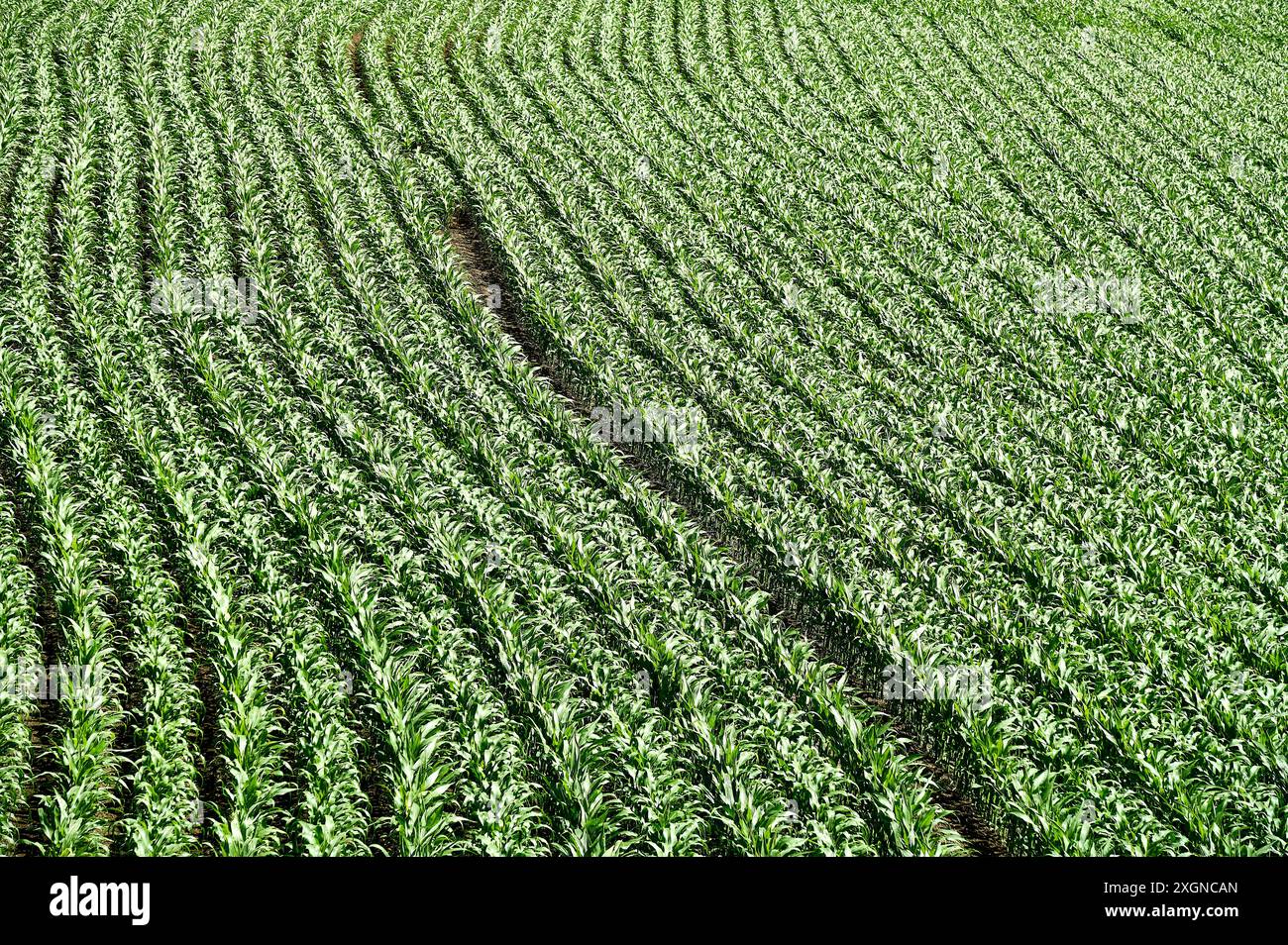 Maize growing in July time Stock Photo - Alamy