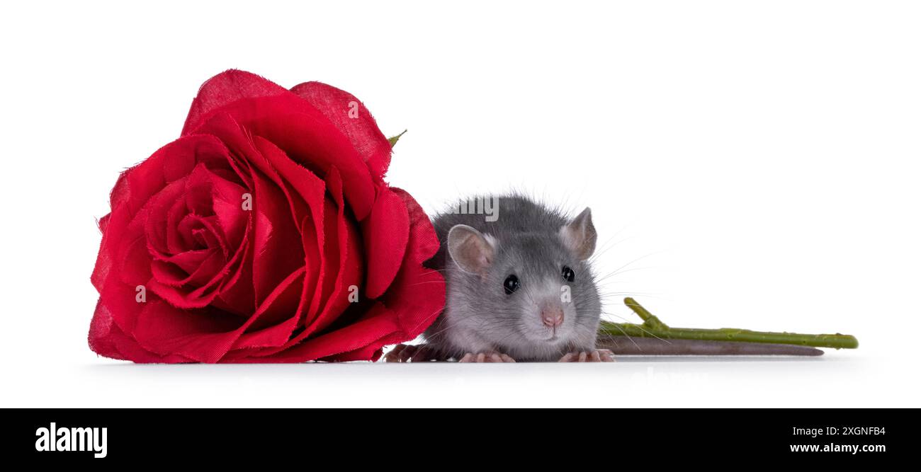Cute blue rat sitting next to red rose. Looking towards camera ...