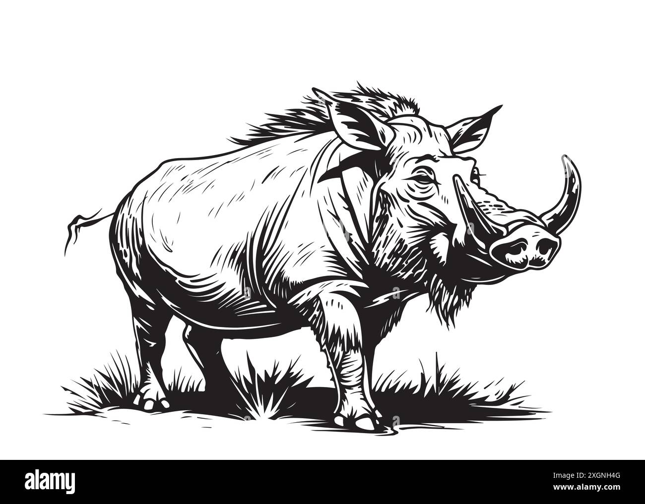 African hog Stock Vector Images - Alamy