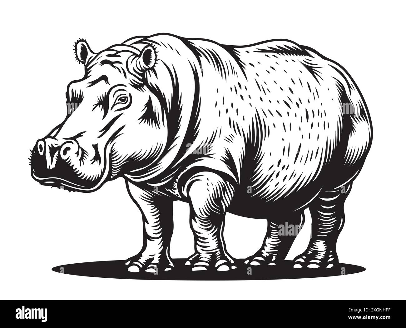 black and white engrave isolated hippo vector illustration Stock Vector ...