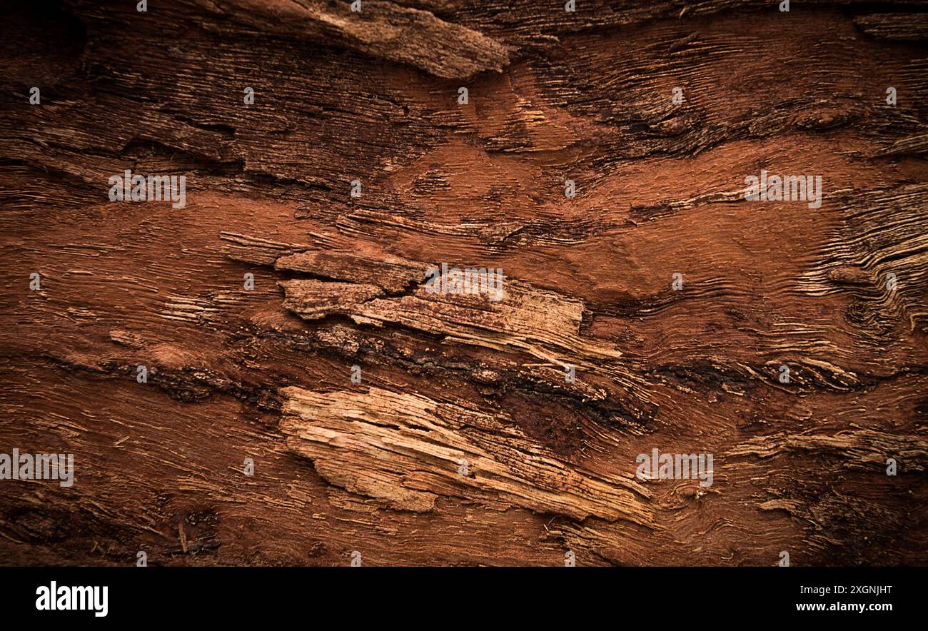 Walnut wood texture hi-res stock photography and images - Alamy