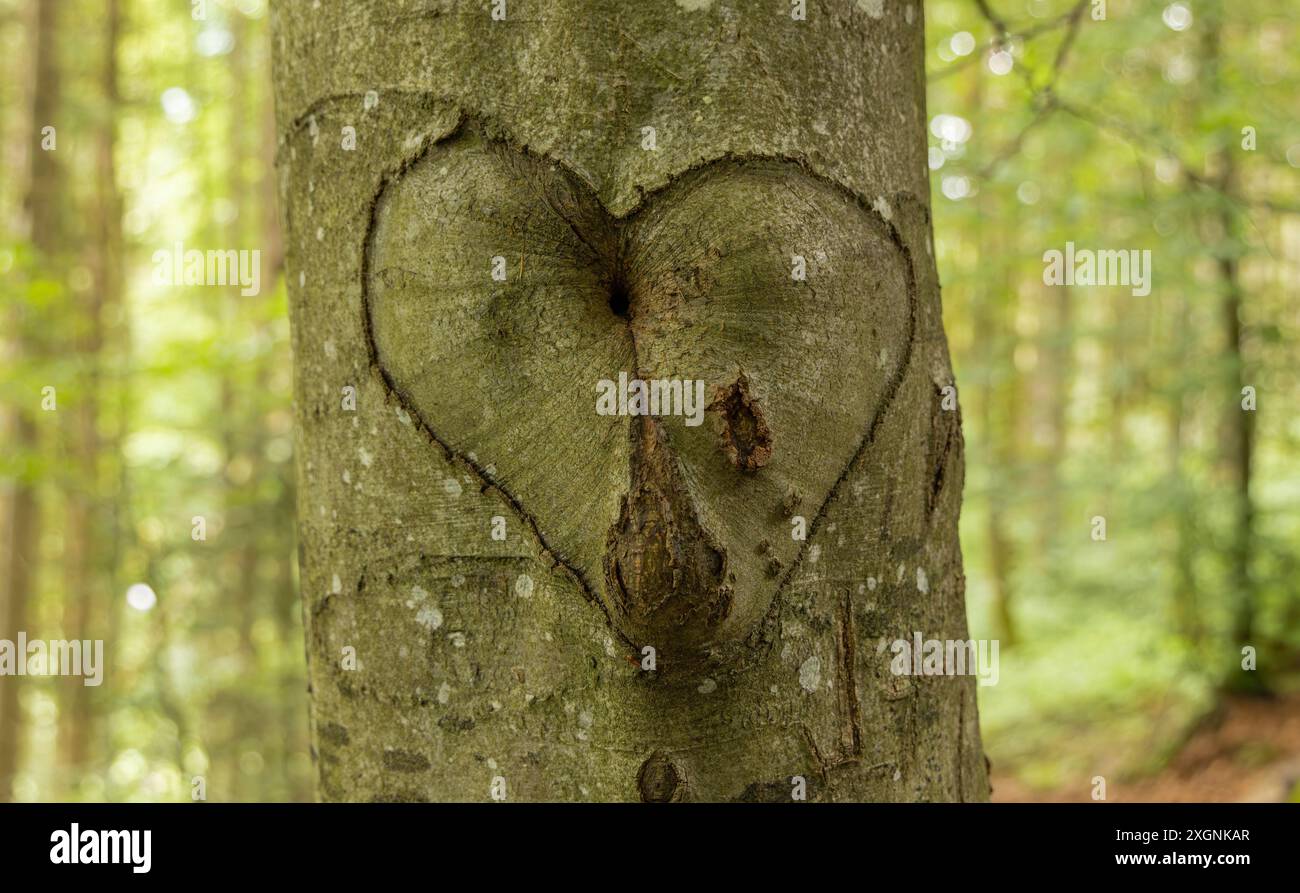 Heart, Beech, Memory, Symbol Stock Photo - Alamy