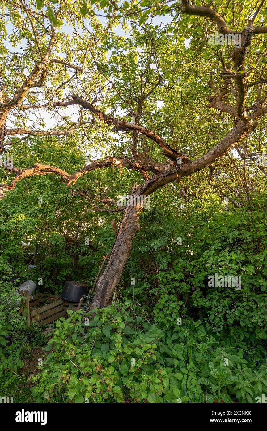 Apple tree (Malus) dying due to the bark beetle (Scolytinae), Bavaria ...