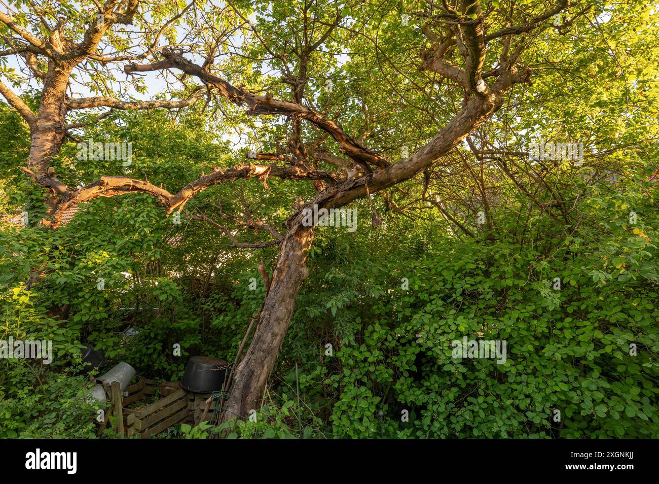 Apple tree (Malus) dying due to the bark beetle (Scolytinae), Bavaria ...