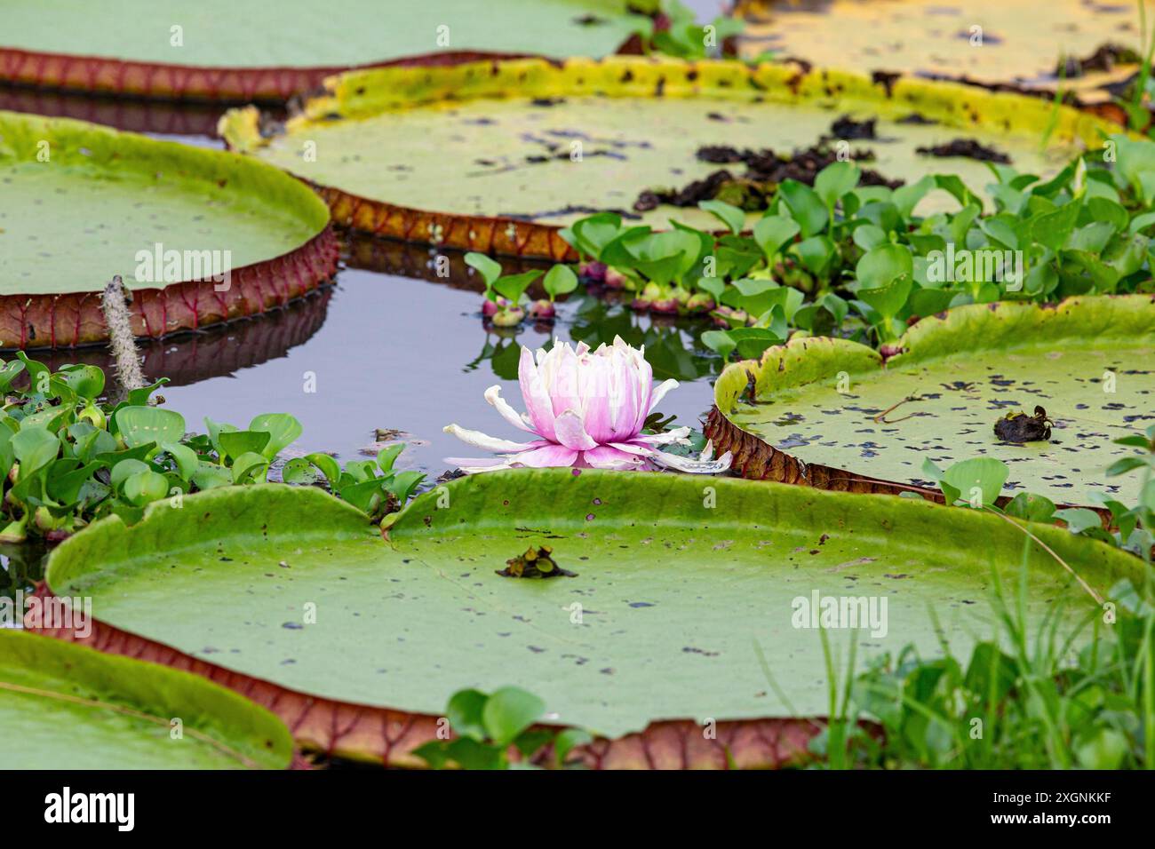 Giant water lily (Victoria amazonica) Pantanal Brazil Stock Photo - Alamy