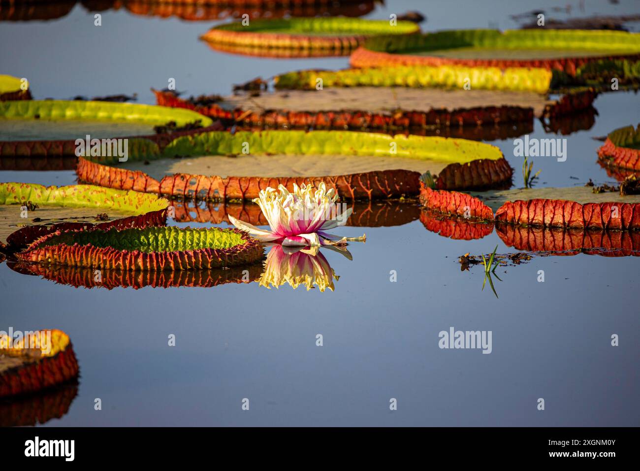 Giant water lily (Victoria amazonica) Pantanal Brazil Stock Photo - Alamy