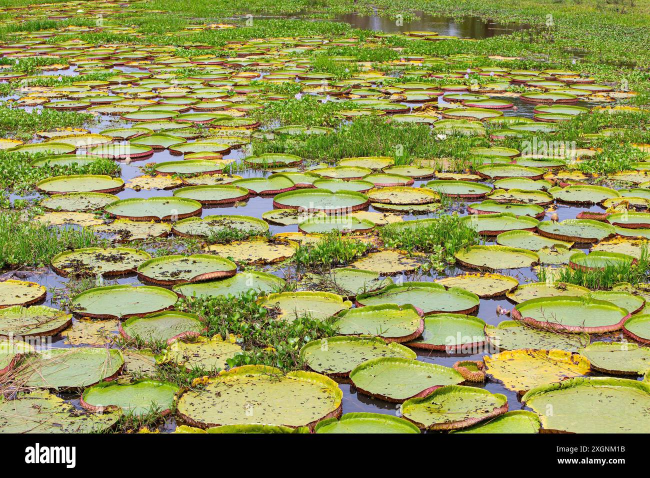 Giant water lily (Victoria amazonica) Pantanal Brazil Stock Photo - Alamy