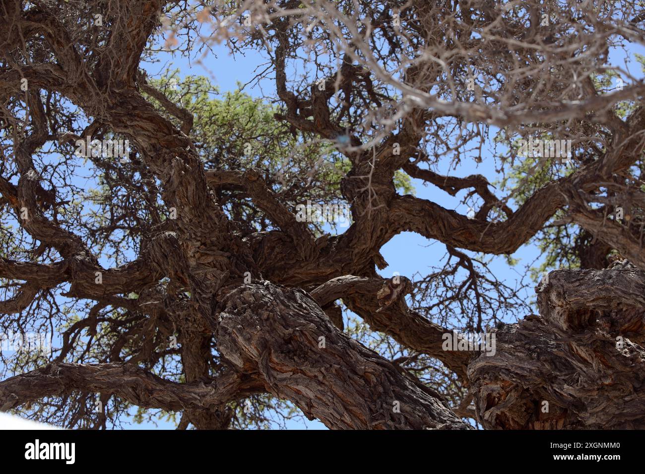 Crown of the camel thorn tree, Akatia species, Namib Desert, Namibia ...