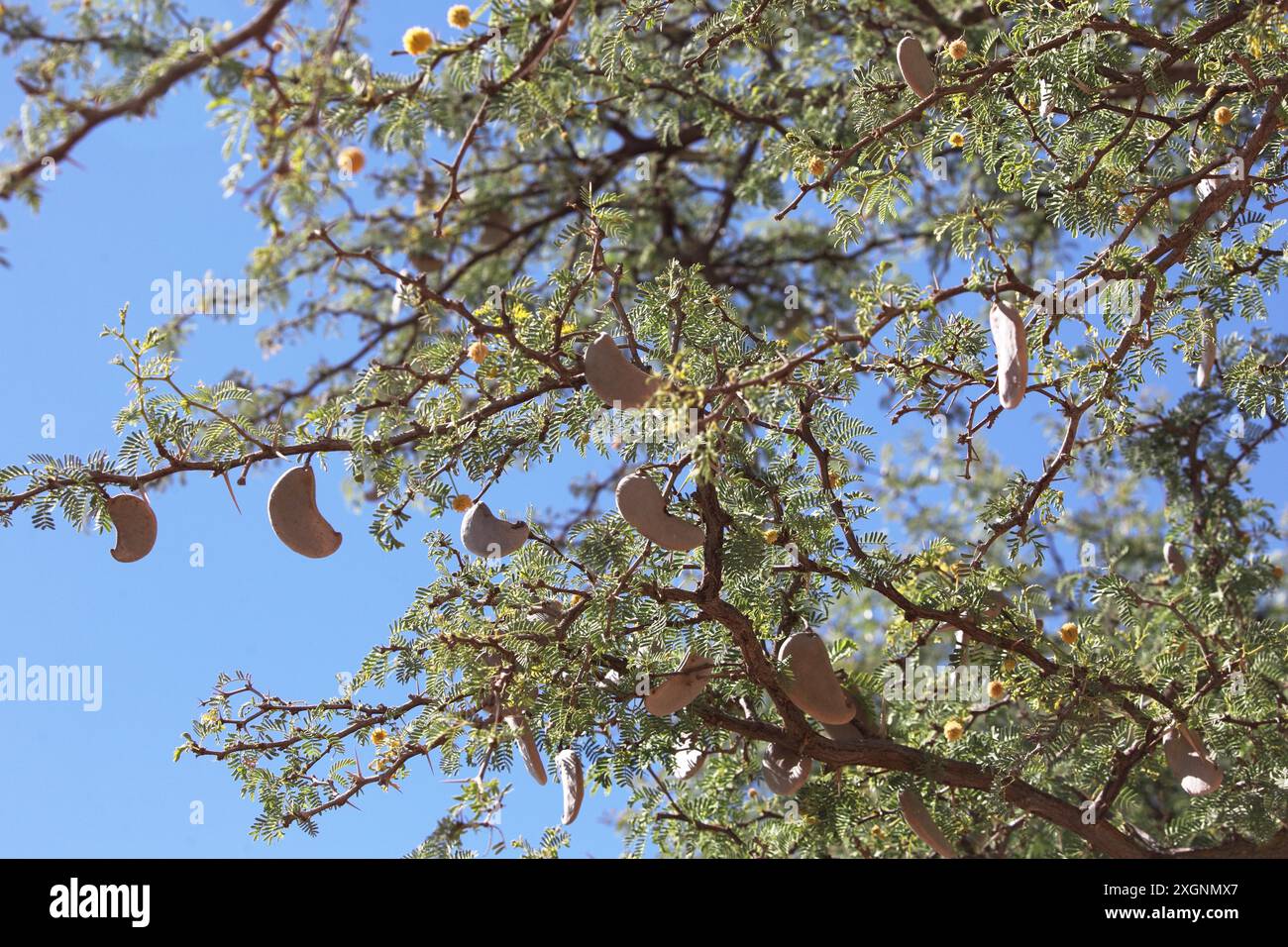 Flowers and fruits of the camel thorn tree, Acacia erioloba, Namibia ...