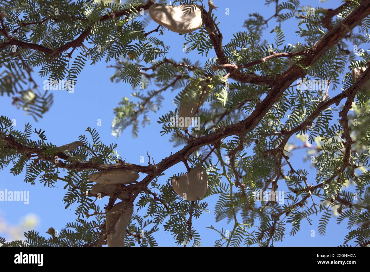 Fruits of the camel thorn tree, Acacia erioloba, Namibia Stock Photo ...