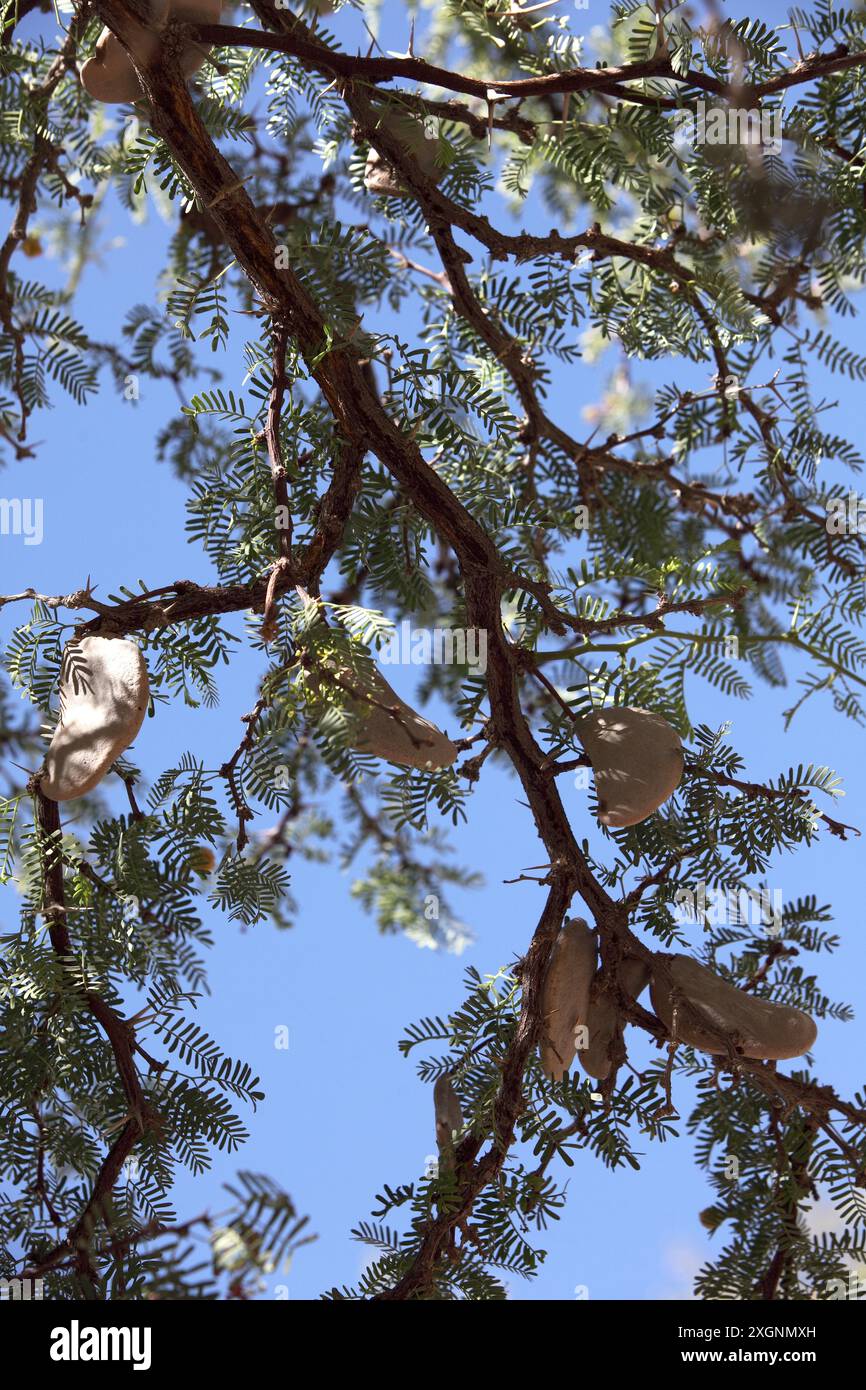 Fruits of the camel thorn tree, Acacia erioloba, Namibia Stock Photo ...