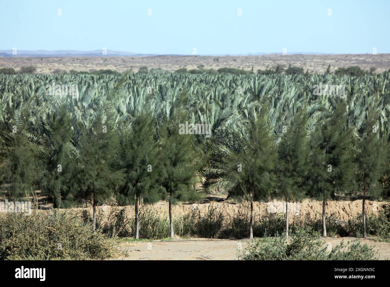 Date palm plantation, near Seeheim, Namibia Stock Photo - Alamy