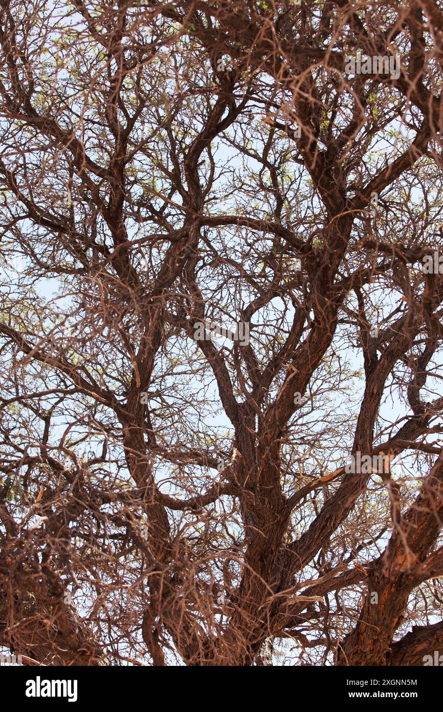 The crown of an ancient camel thorn tree, camping site at the Fish ...