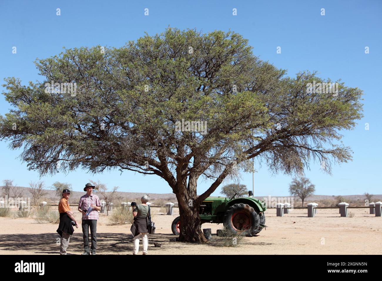 Ancient camel thorn tree, camping site at Fish River Canyon, Namibia ...