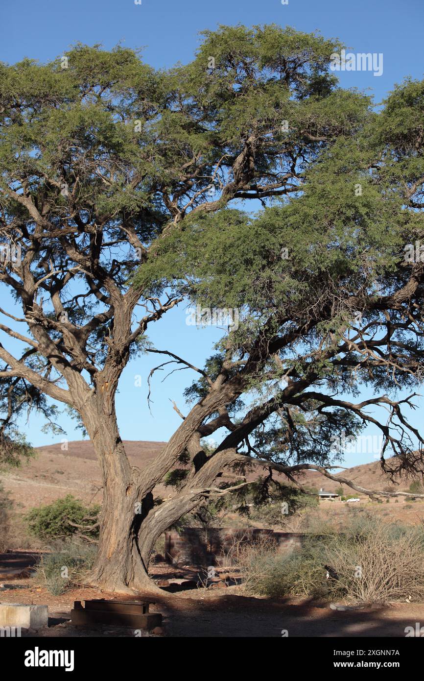 Tree africa namibia attraction hi-res stock photography and images - Alamy