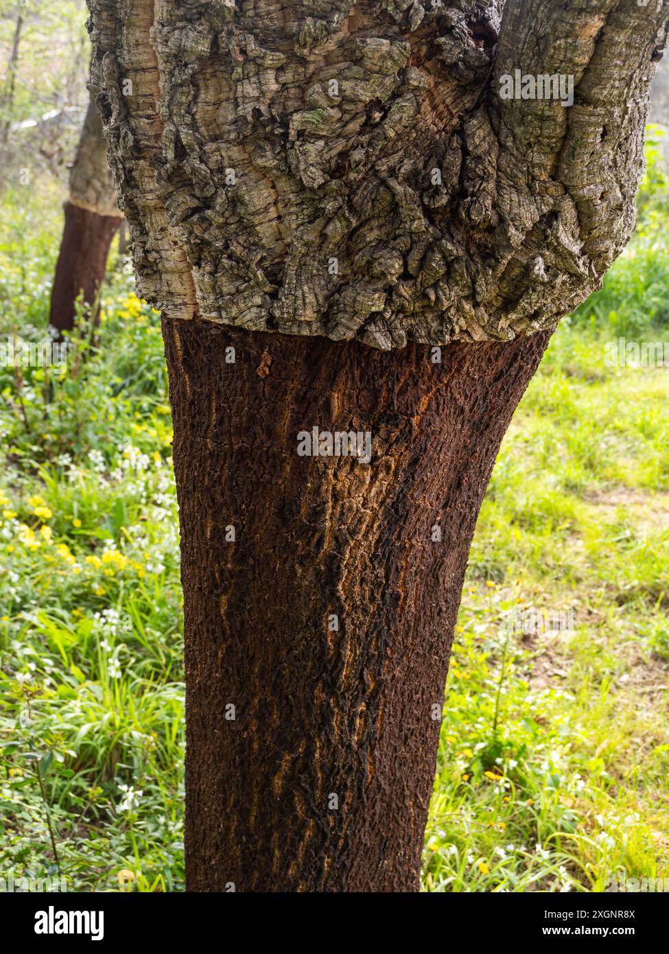 Tree trunk, peeled bark, cork, cork oak, near Arzachena, Sardinia ...