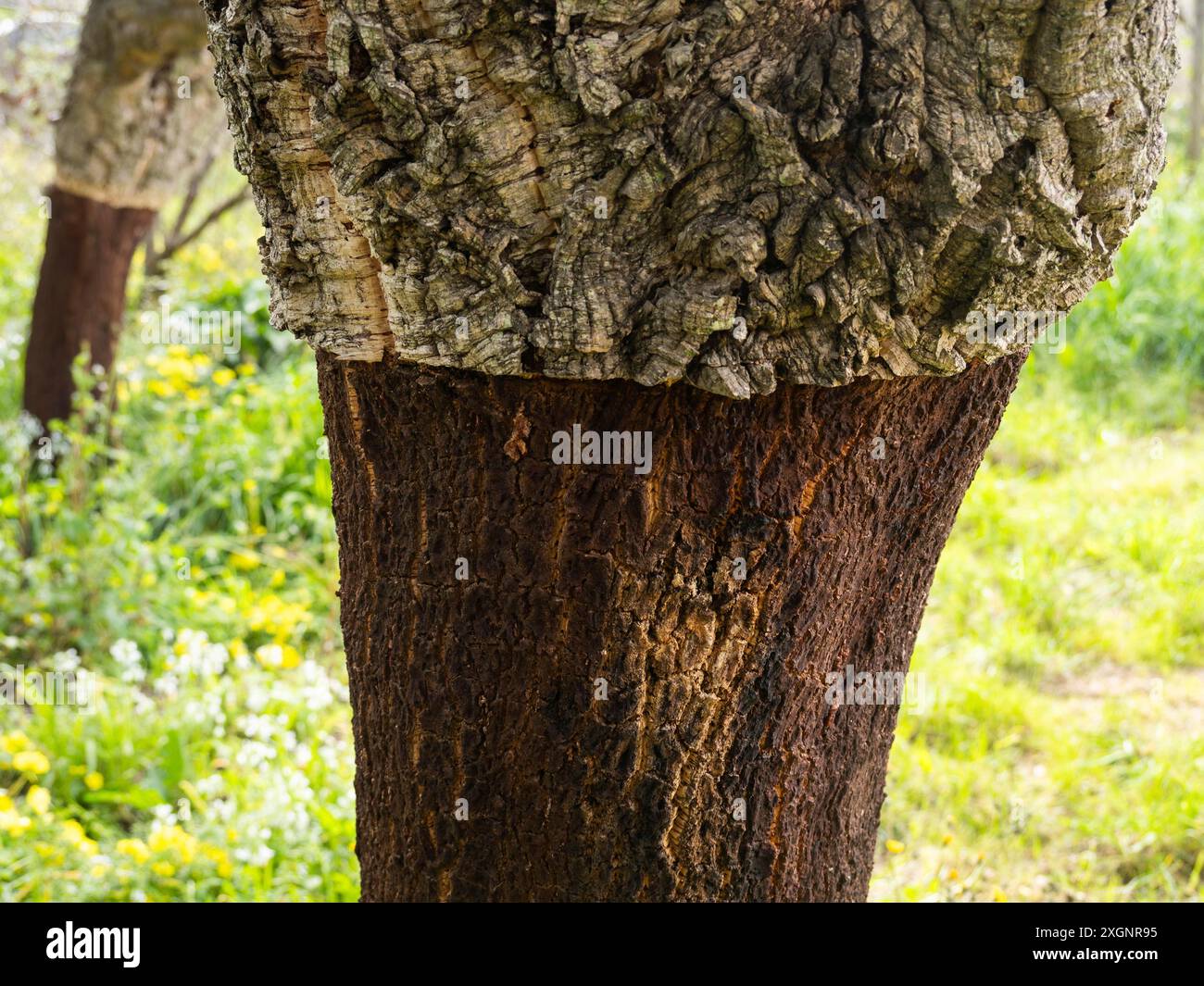 Tree trunk, peeled bark, cork, cork oak, near Arzachena, Sardinia ...