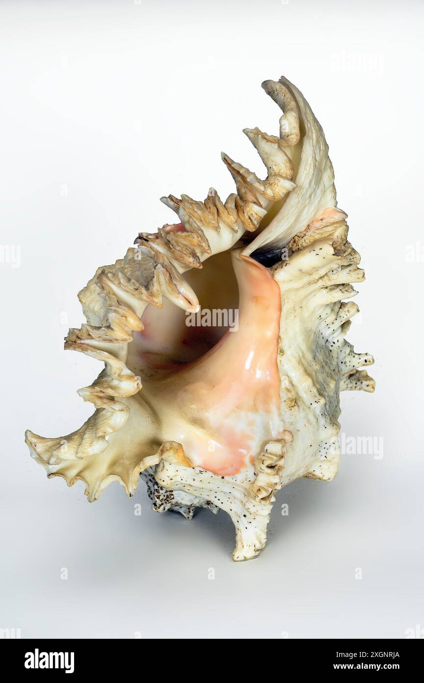 Ramose murex (Chicoreus ramosus Stock Photo - Alamy