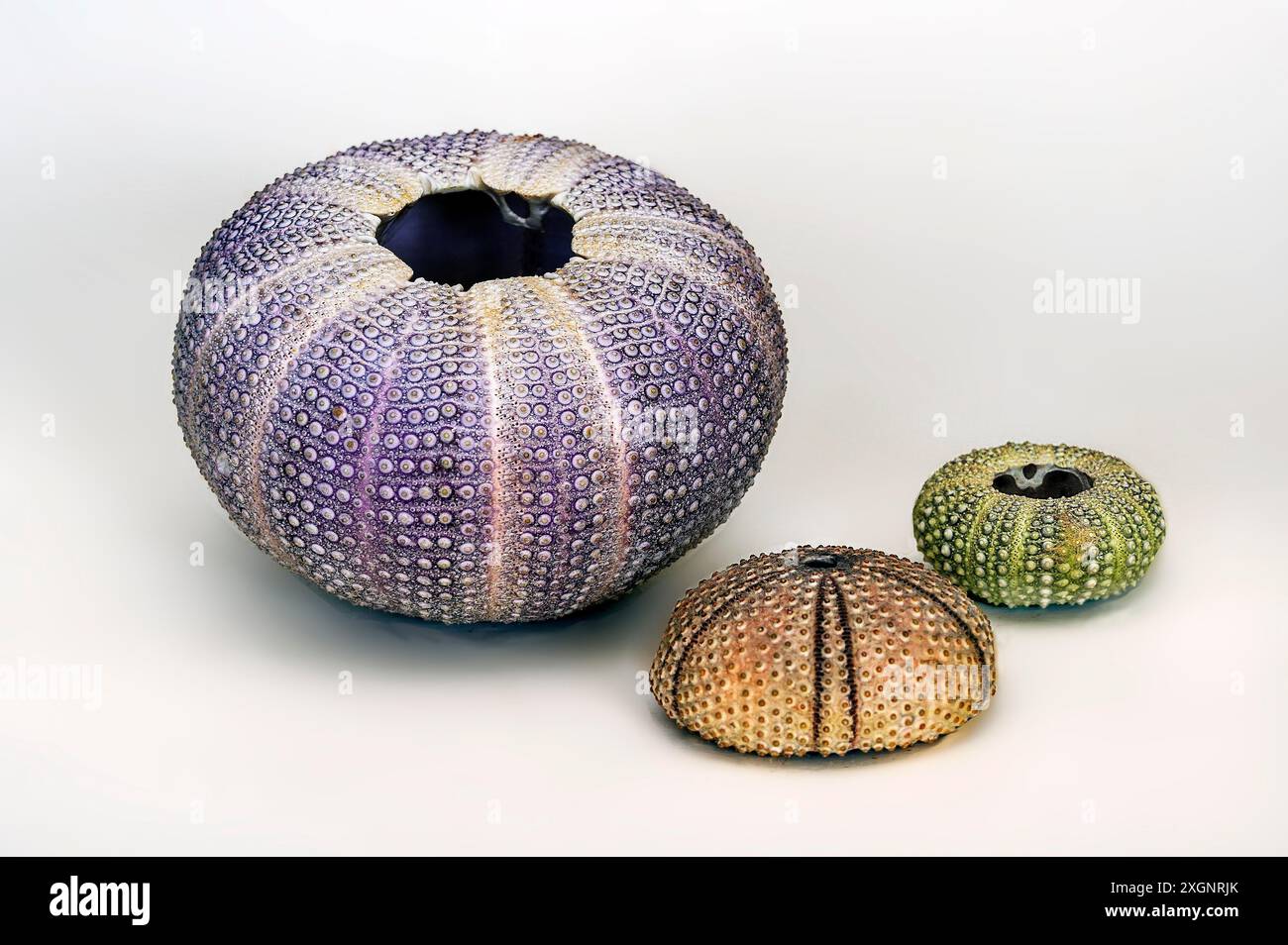 Sea urchin skeletons from the Mediterranean Stock Photo - Alamy